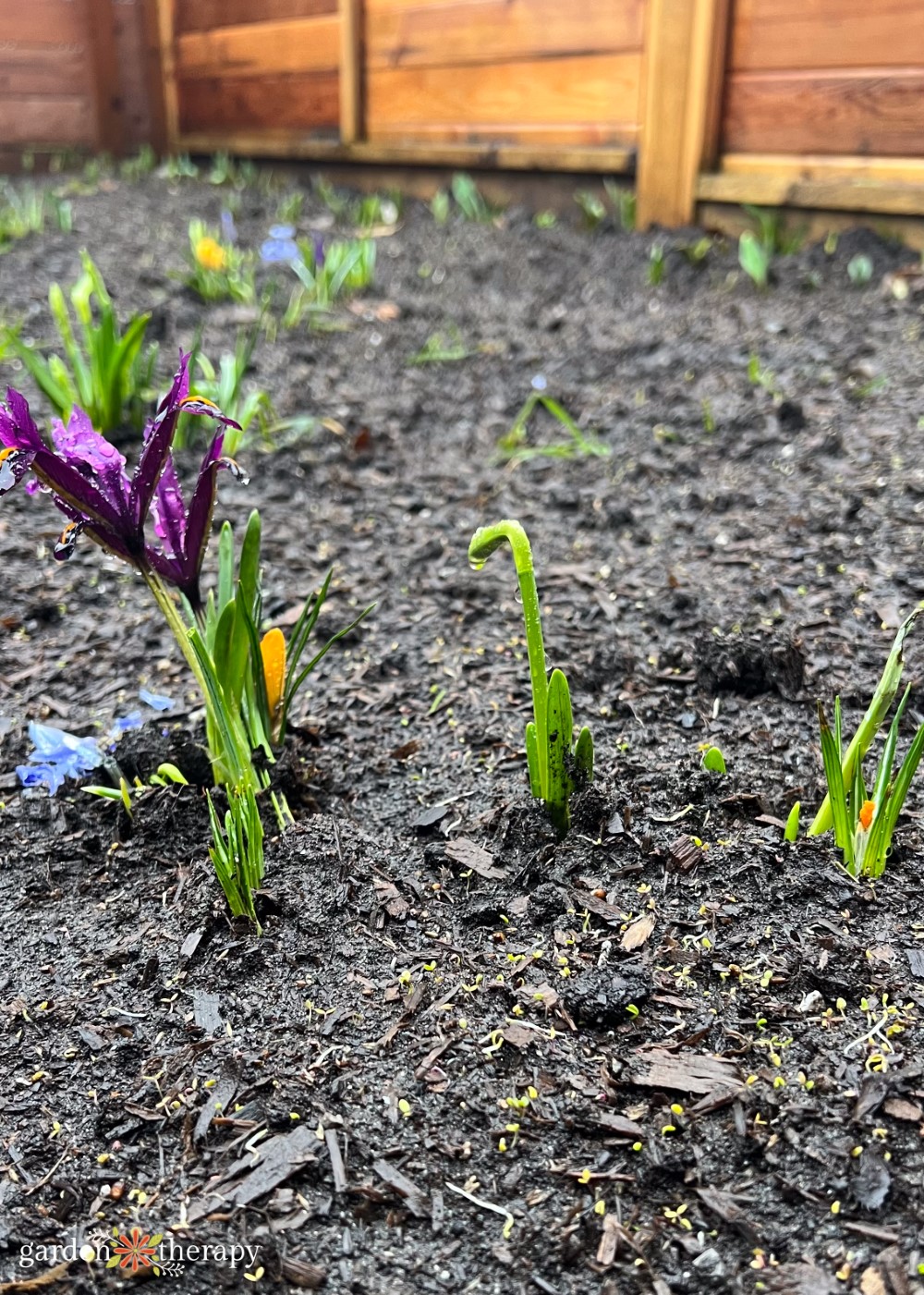 Naturalizing Bulbs in Lawn: My Bulb Lawn 1 Year Later - Garden Therapy