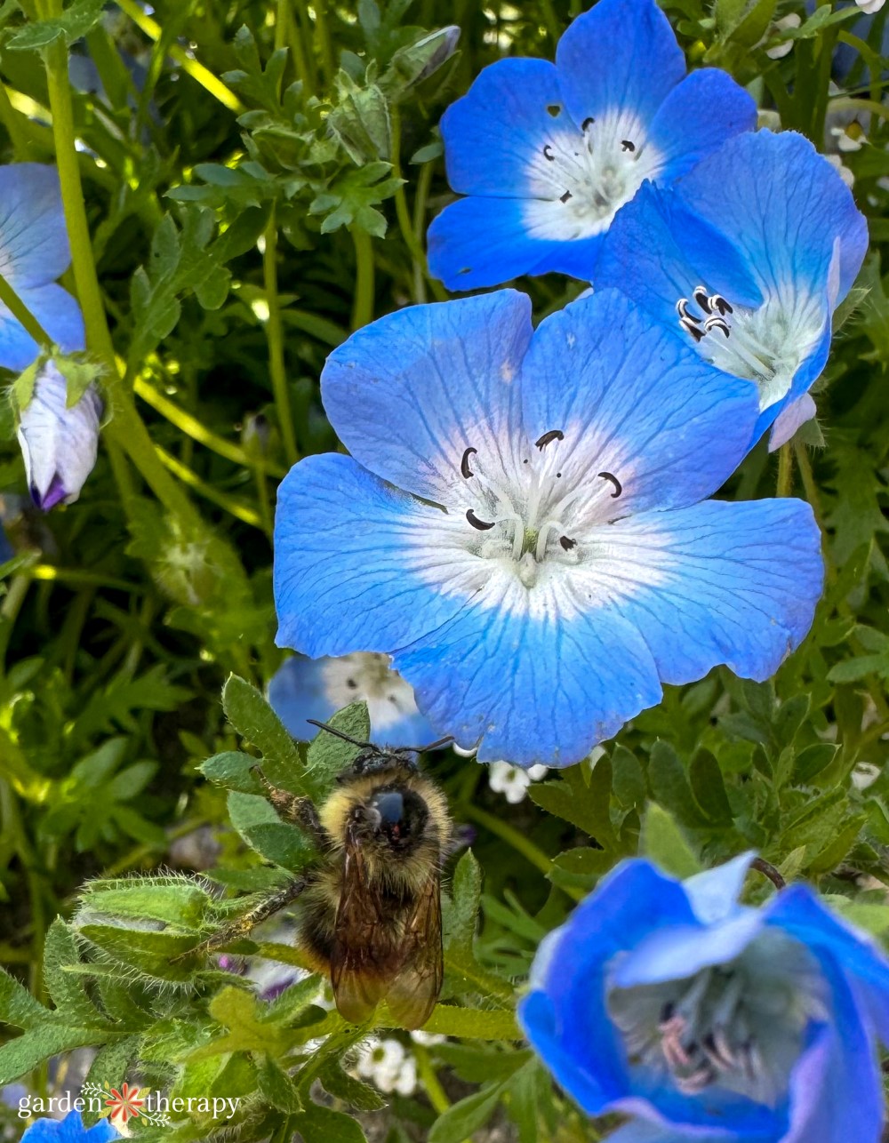 From Lawn to Urban Meadow: My Wildflower Lawn Guide - Garden Therapy
