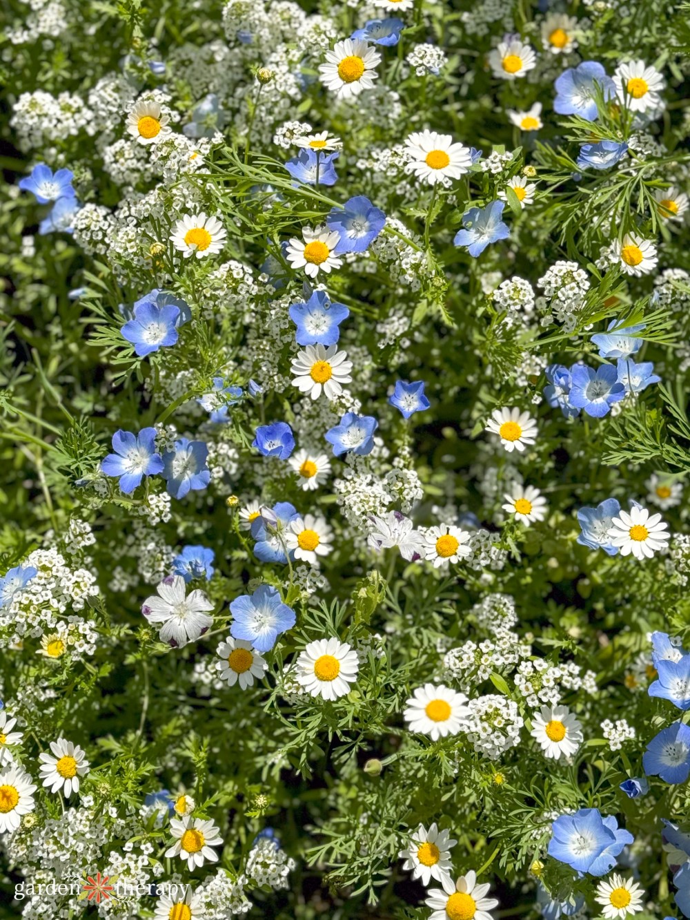 From Lawn to Urban Meadow: My Wildflower Lawn Guide - Garden Therapy
