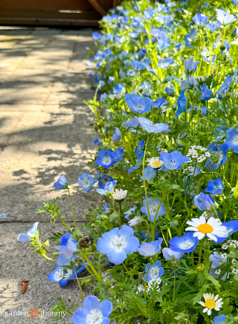 From Lawn to Urban Meadow: My Wildflower Lawn Guide - Garden Therapy