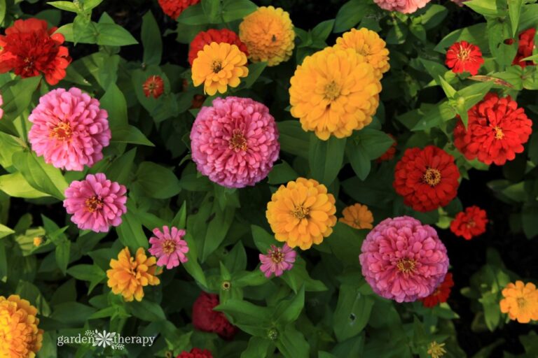 How to Grow Zinnias for a Quick, Colourful Garden - Garden Therapy