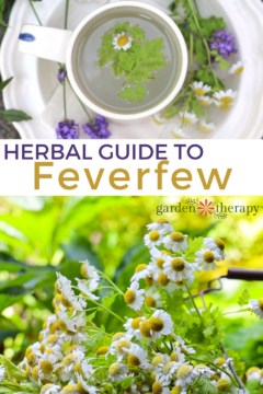 Herbal Guide to Feverfew: THE Migraine Herb - Garden Therapy