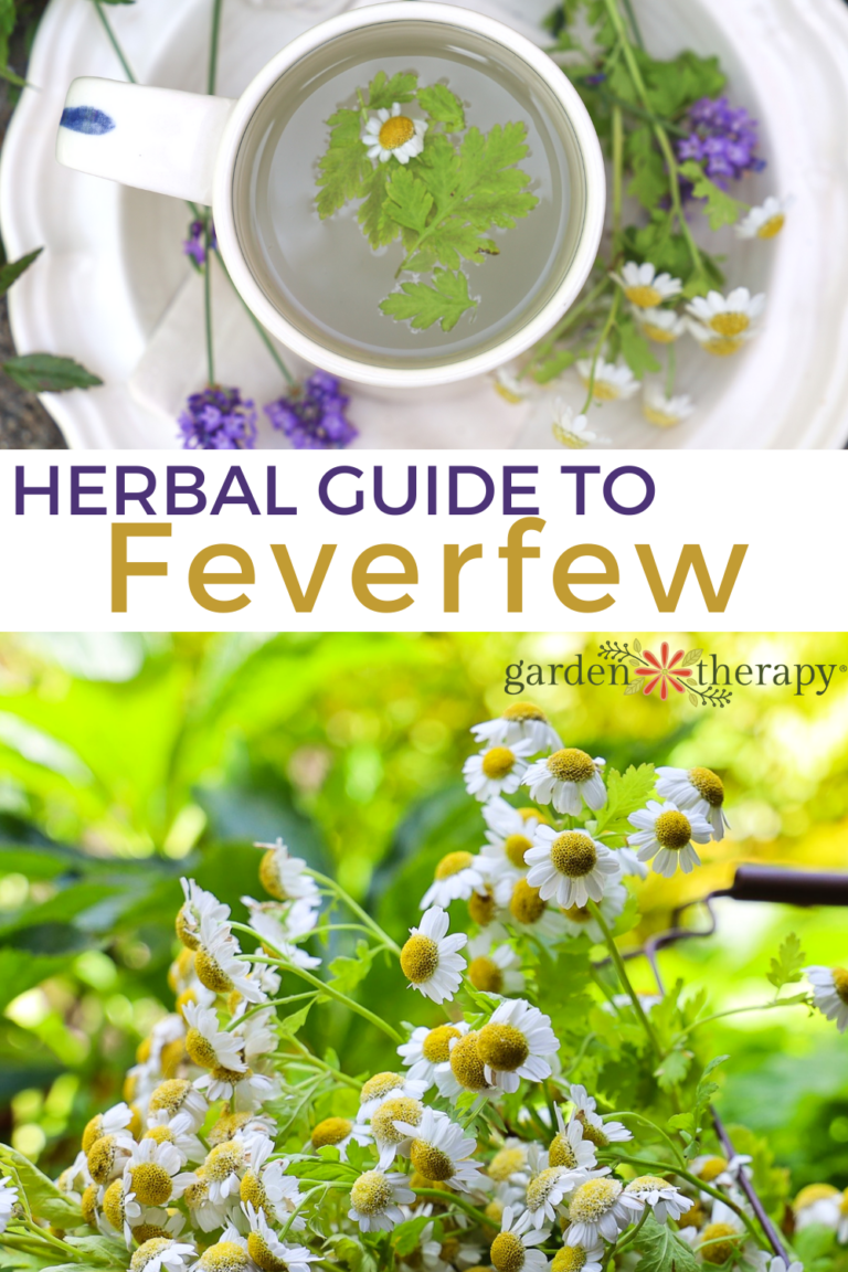 Herbal Guide to Feverfew: THE Migraine Herb - Garden Therapy