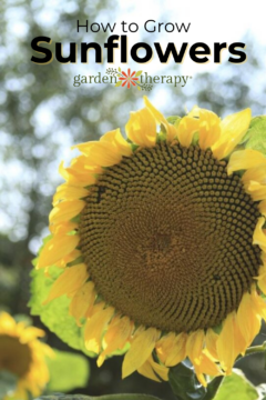 From Seed to Sunshine: How to Grow Sunflowers - Garden Therapy