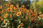From Seed to Sunshine: How to Grow Sunflowers - Garden Therapy