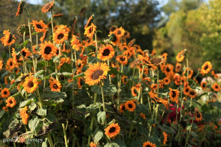 From Seed to Sunshine: How to Grow Sunflowers - Garden Therapy