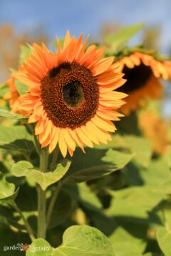 From Seed to Sunshine: How to Grow Sunflowers - Garden Therapy