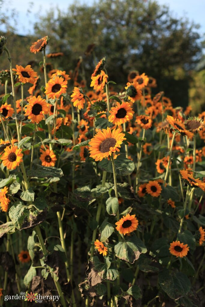 From Seed to Sunshine: How to Grow Sunflowers - Garden Therapy