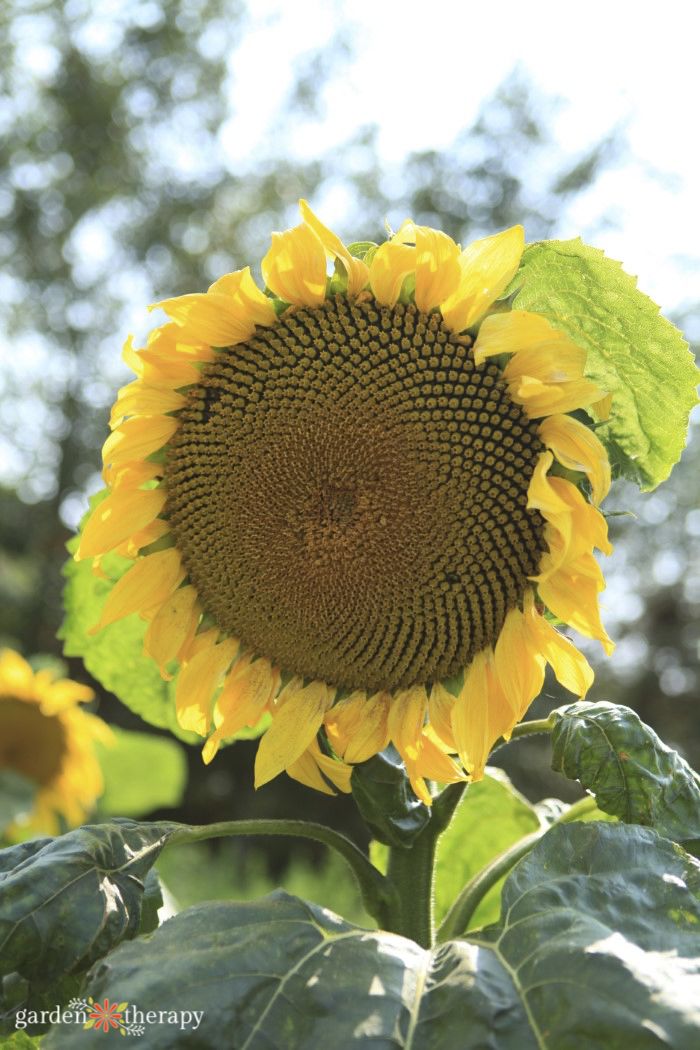 From Seed to Sunshine: How to Grow Sunflowers - Garden Therapy