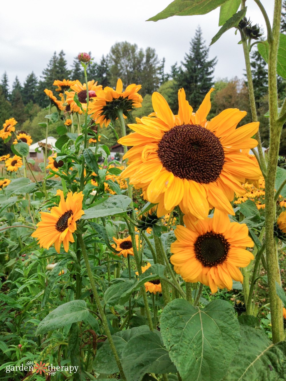 From Seed to Sunshine: How to Grow Sunflowers - Garden Therapy