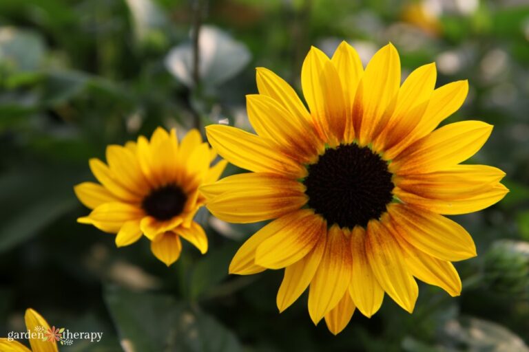From Seed to Sunshine: How to Grow Sunflowers - Garden Therapy