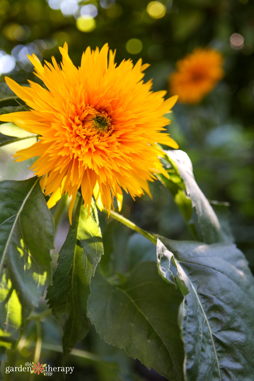 From Seed to Sunshine: How to Grow Sunflowers - Garden Therapy