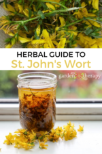 Herbal Guide to St. John’s Wort: How to Grow, Harvest, and Use St. Johns