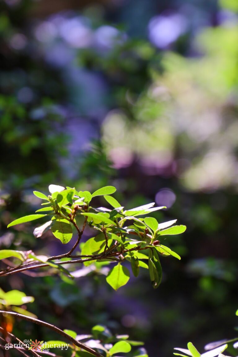Beating the Heat: Protect Plants From Heat Stress
