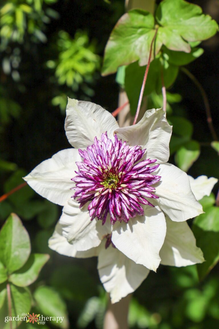 Clematis Growing Guide: How to Get Stunning Blooms - Garden Therapy