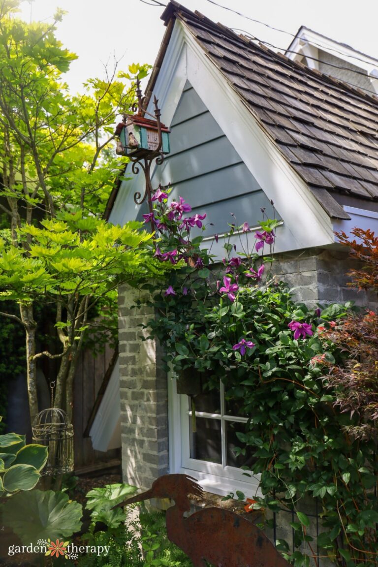 Clematis Growing Guide: How to Get Stunning Blooms - Garden Therapy