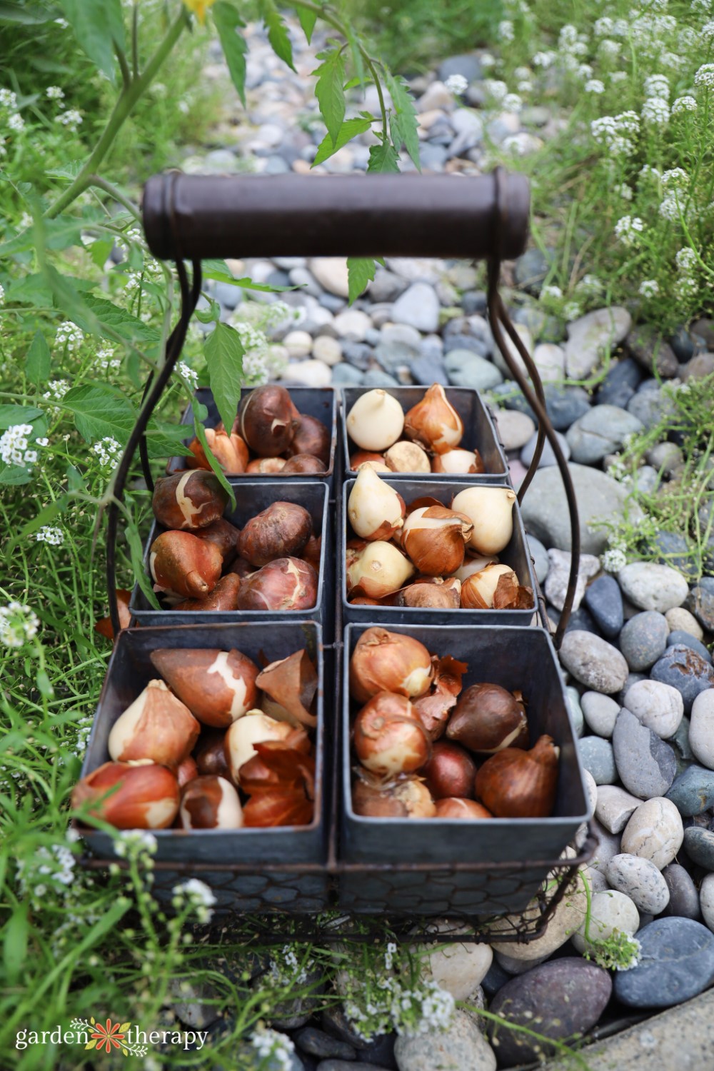 My Fall Bulb Master Guide (for Spring Blooming Flowers) - Garden Therapy