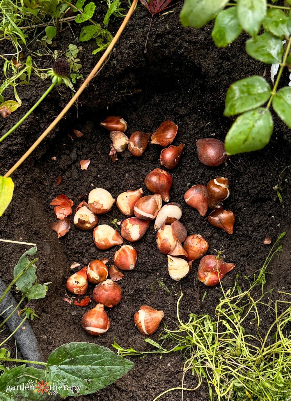 Growing Tulips for a Cutting Garden - Garden Therapy