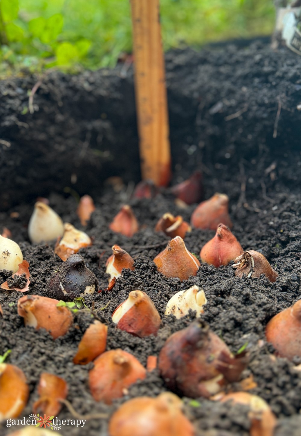 Growing Tulips for a Cutting Garden - Garden Therapy