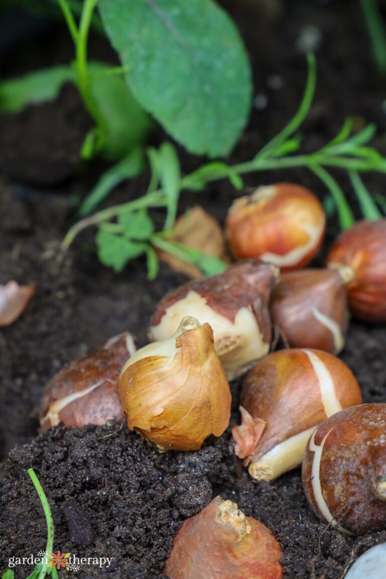 My Fall Bulb Master Guide (for Spring Blooming Flowers) - Garden Therapy