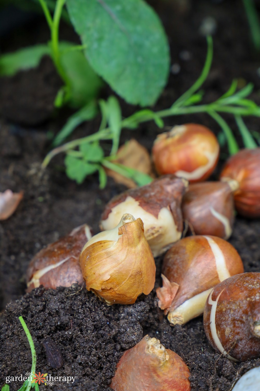 Design and Plant a Front Yard Bulb Garden and Lawn - Garden Therapy