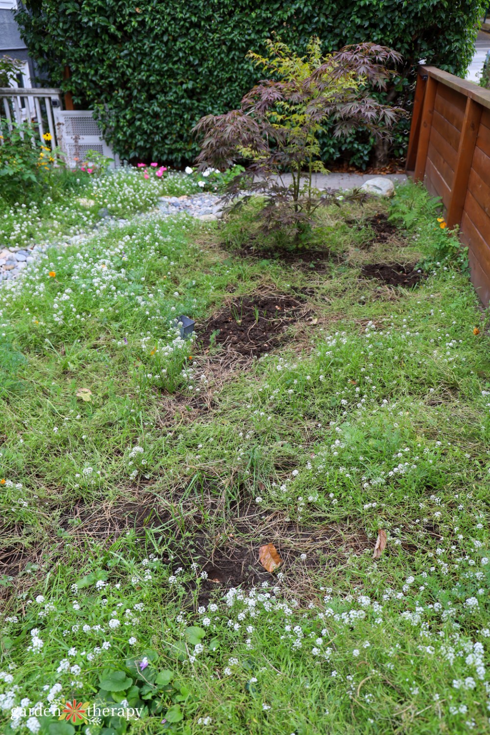 Naturalizing Bulbs in Lawn: My Bulb Lawn 1 Year Later - Garden Therapy