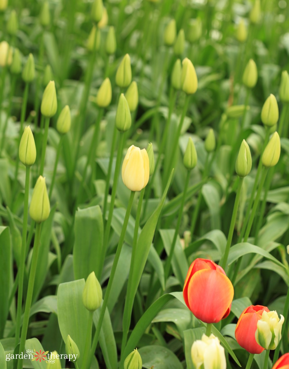 Growing Tulips for a Cutting Garden - Garden Therapy