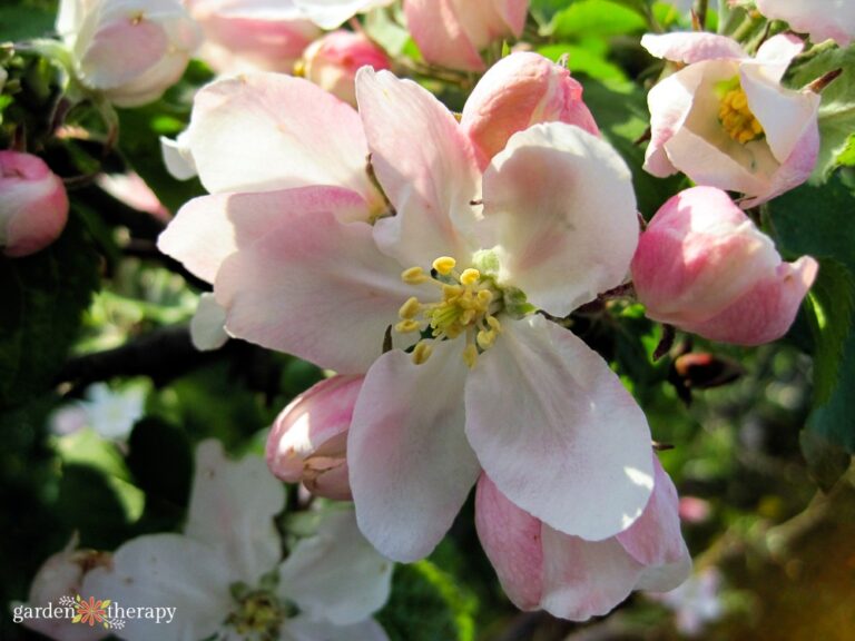 Cut Your Own Natural Flowering Branches for Vase Arrangements - Garden ...