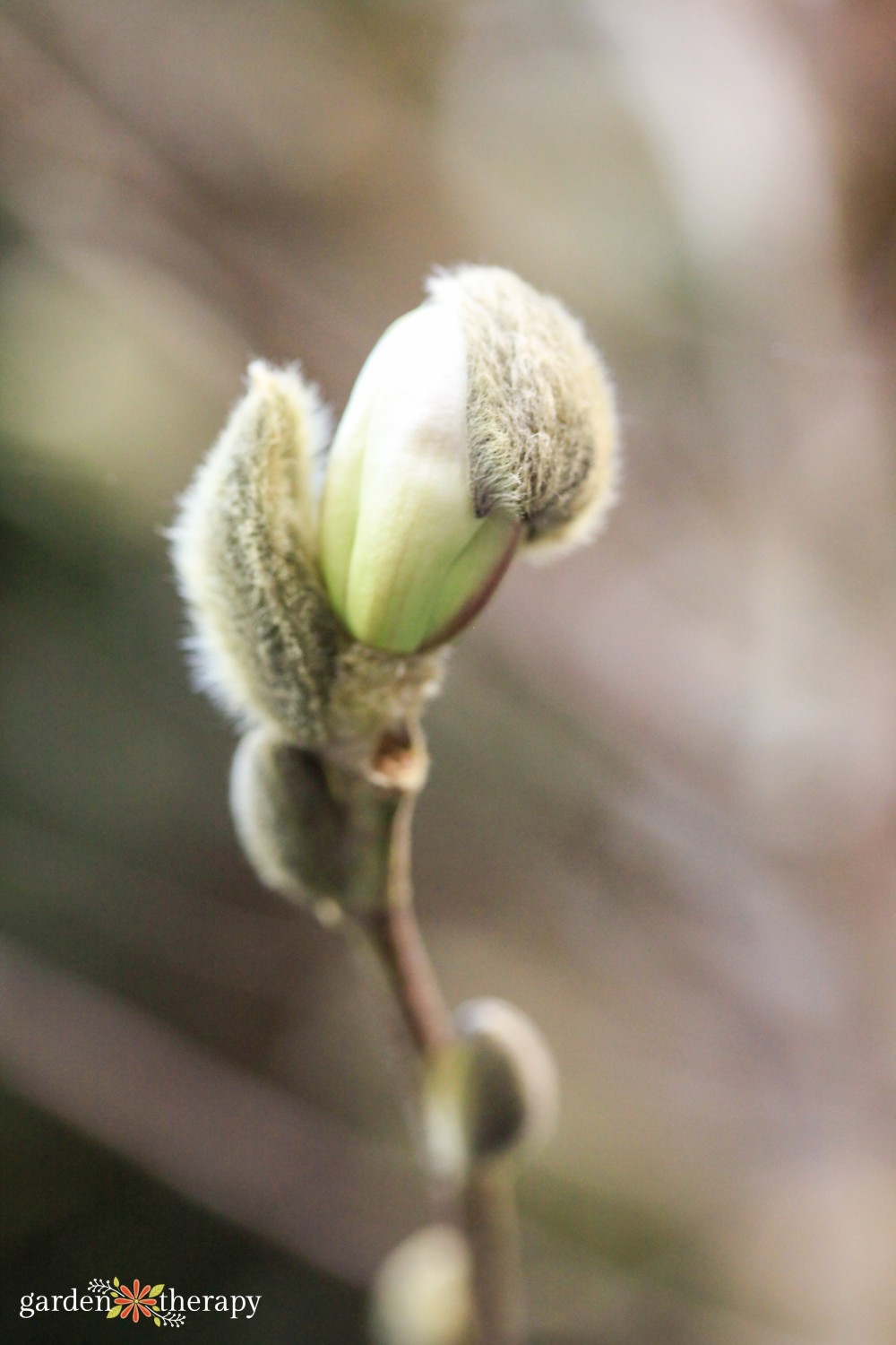Cut Your Own Natural Flowering Branches for Vase Arrangements - Garden ...