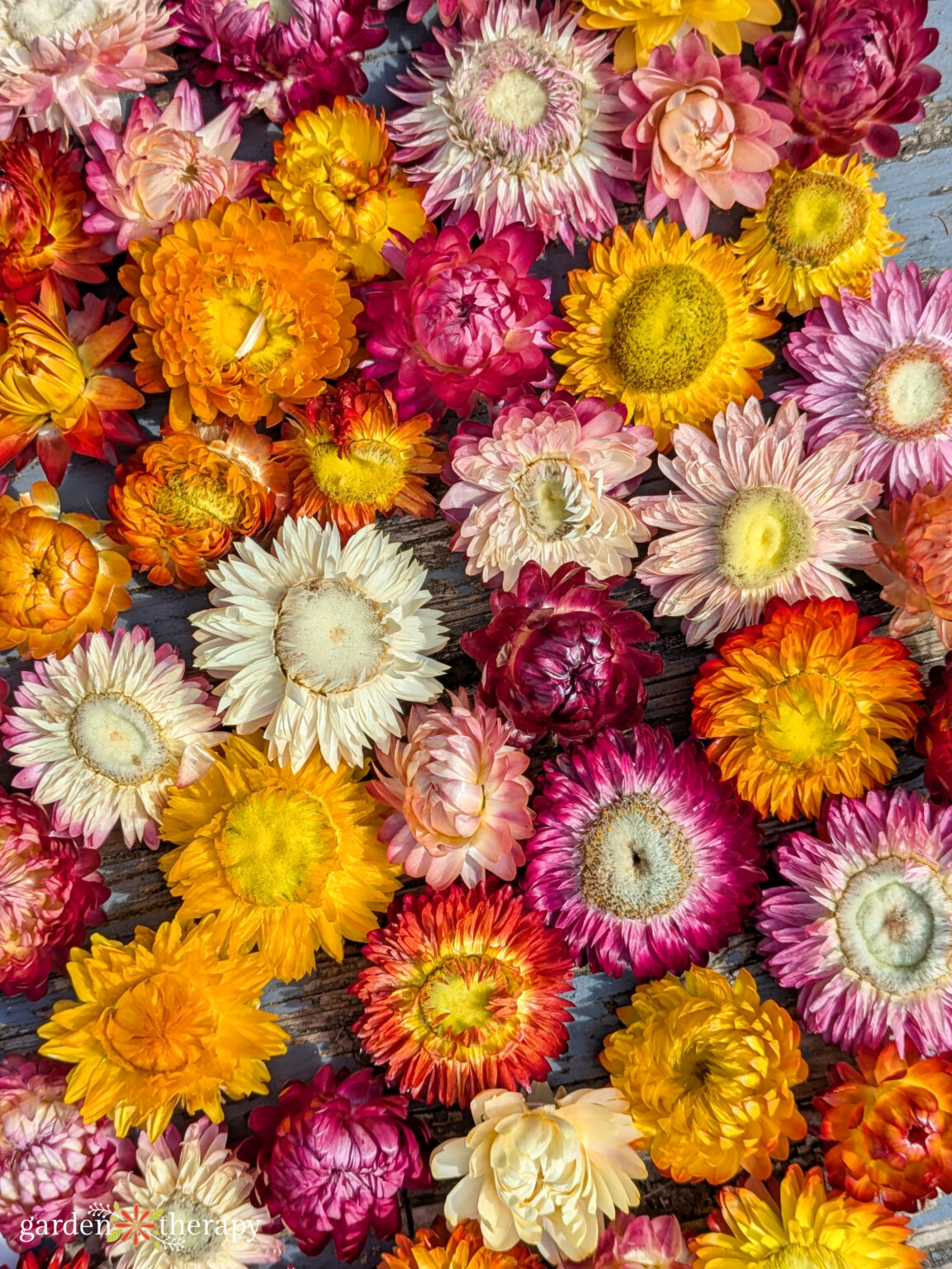 The Flower That Never Fades: How to Grow Strawflowers - Garden Therapy