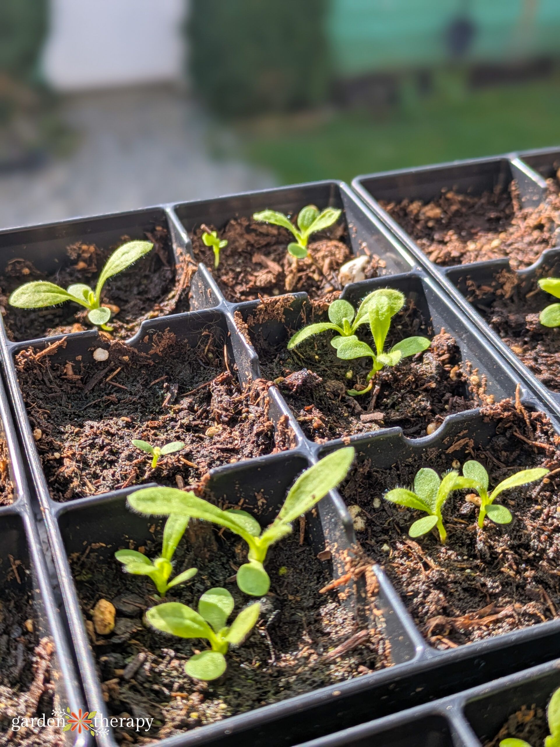 The Flower That Never Fades: How to Grow Strawflowers - Garden Therapy