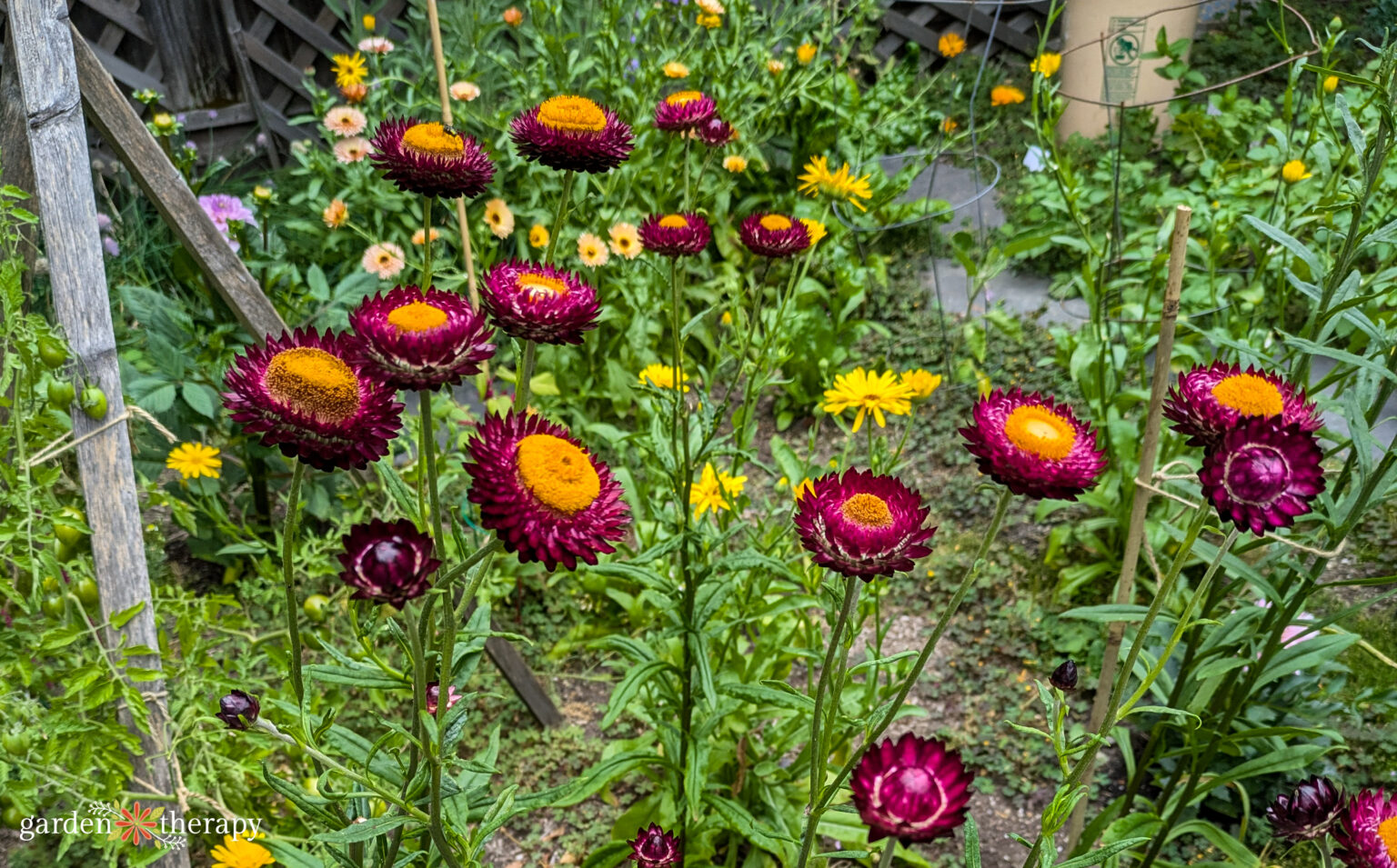The Flower That Never Fades: How to Grow Strawflowers - Garden Therapy