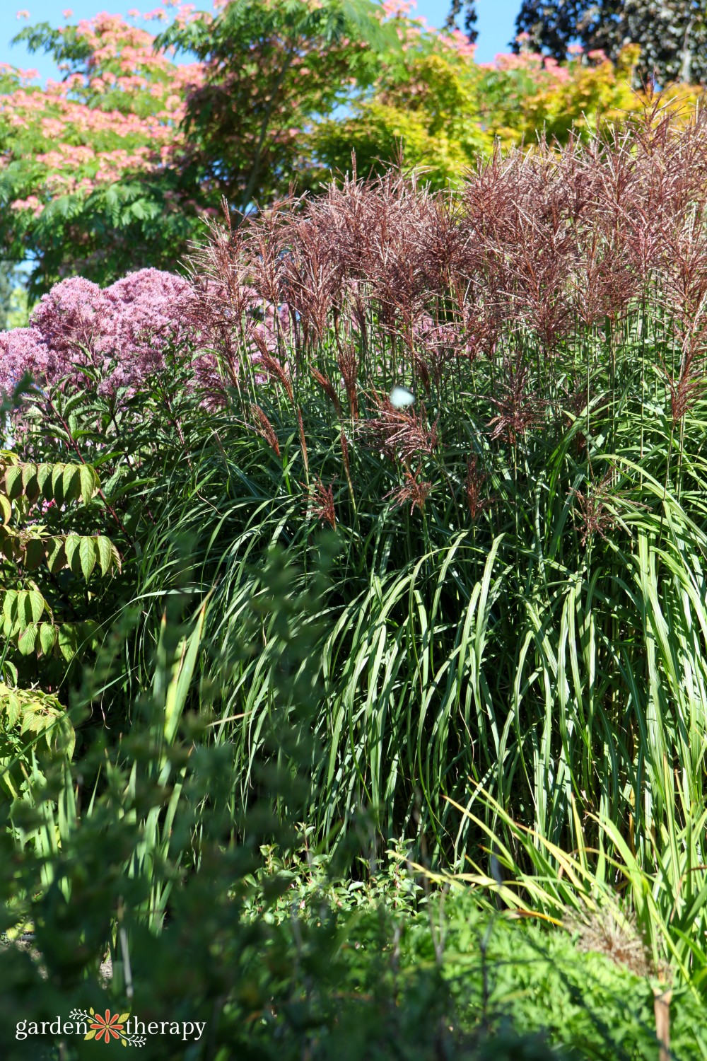 Growing Ornamental Grass: Unique Picks & Easy Care Tips